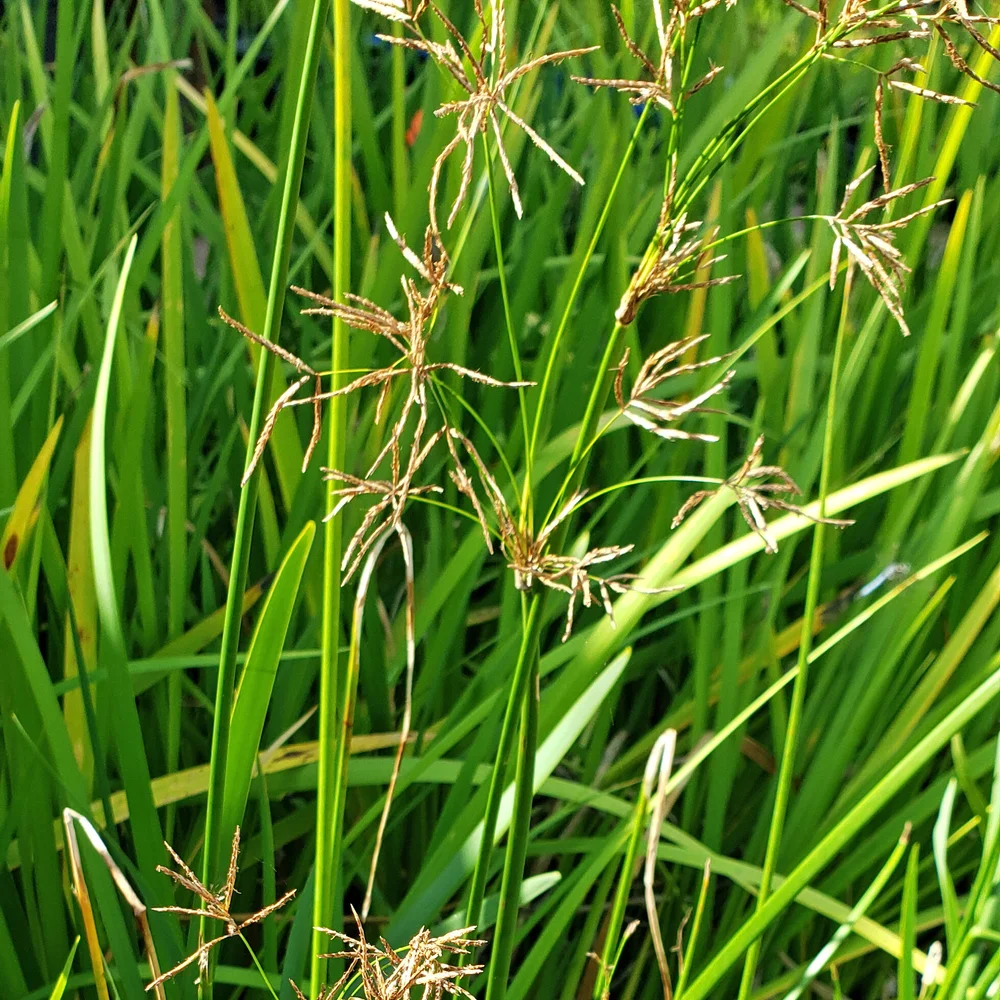 Rushes of various types, all having slender green stems — Green Star ...