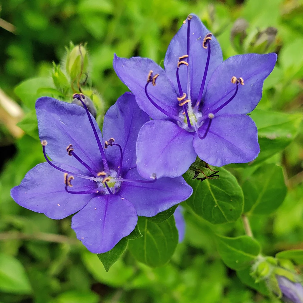 Blooming plants for the shoreline — Green Star Wetland Plant Farm
