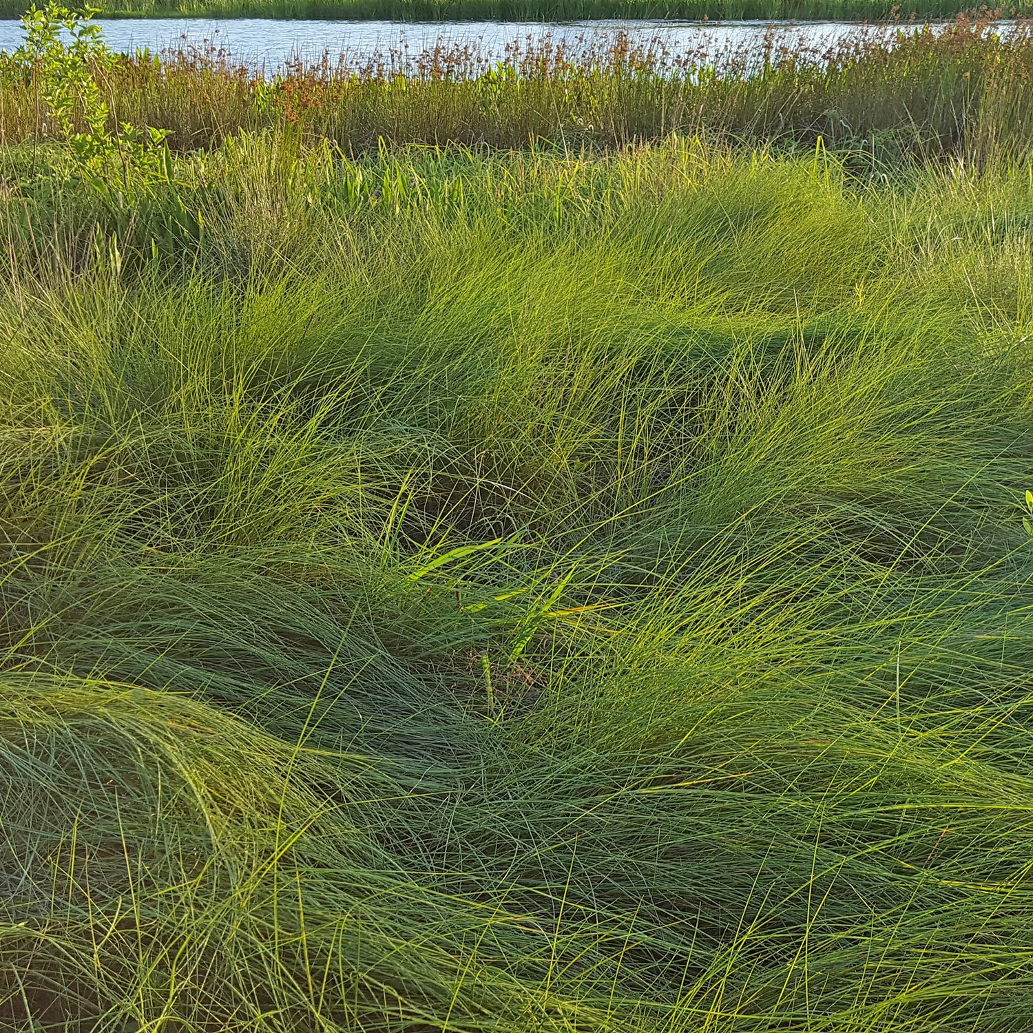 Sedges Grasses Are A Wetland s Foundation Green Star Wetland Plant Farm Sedges Grasses Are A Wetland s Foundation Green Star Wetland Plant Farm