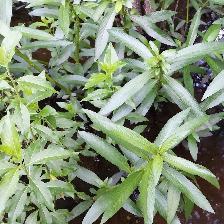 Blooming plants for the shoreline — Green Star Wetland Plant Farm