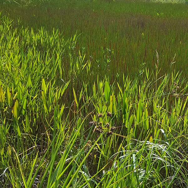 Sedges & Grasses are a wetland's foundation — Green Star Wetland Plant Farm