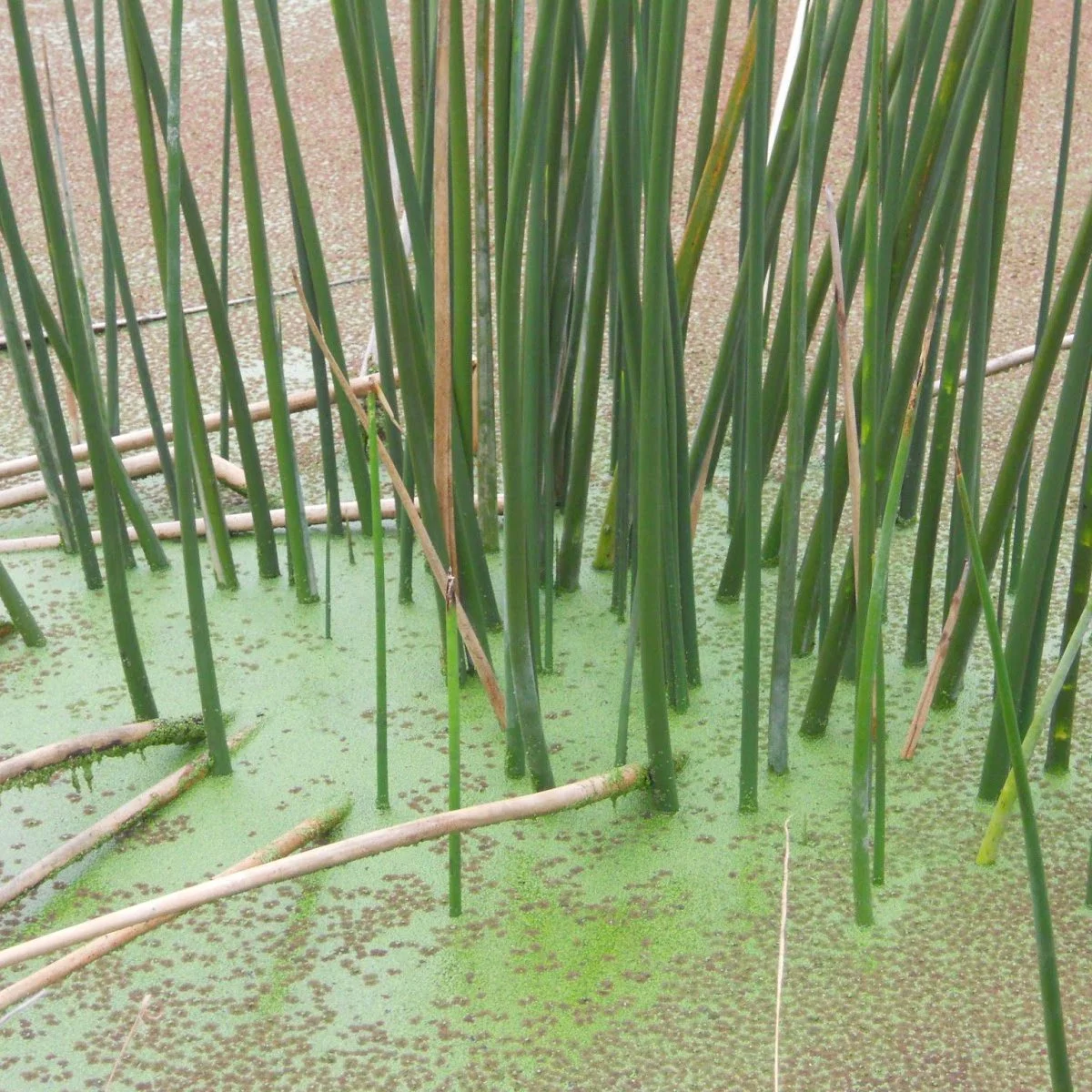 Rushes of various types, all having slender green stems — Green Star ...