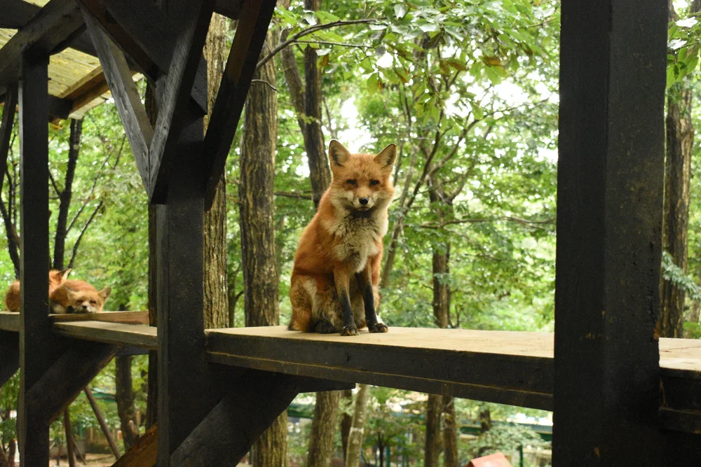 Journey to Fox Village — お好みNOMS