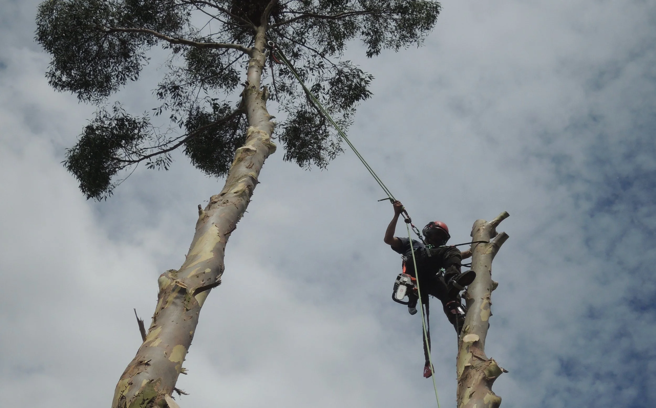 Tendring Tree Surgery