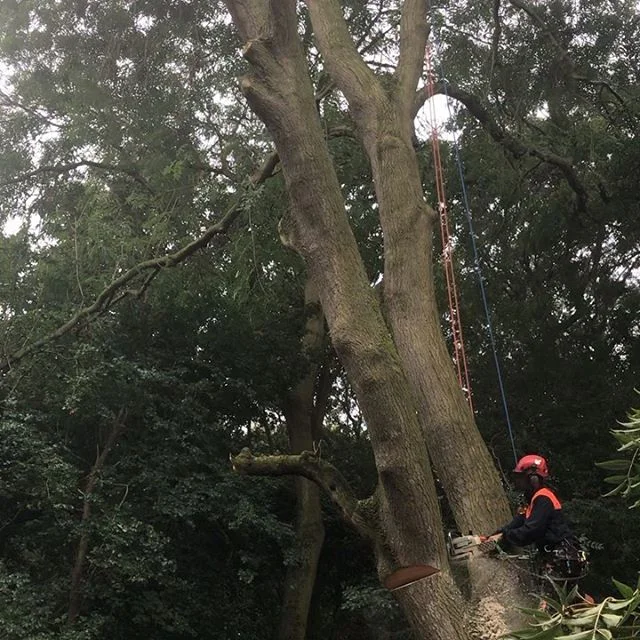 Tendring Tree Surgery