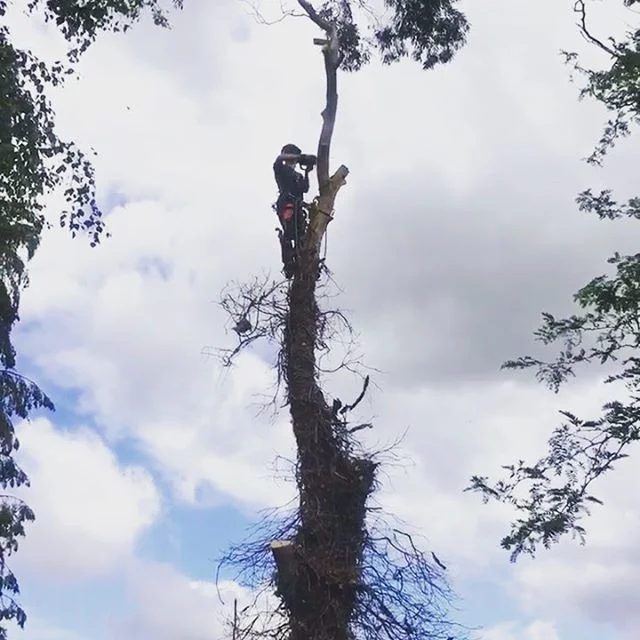Tendring Tree Surgery