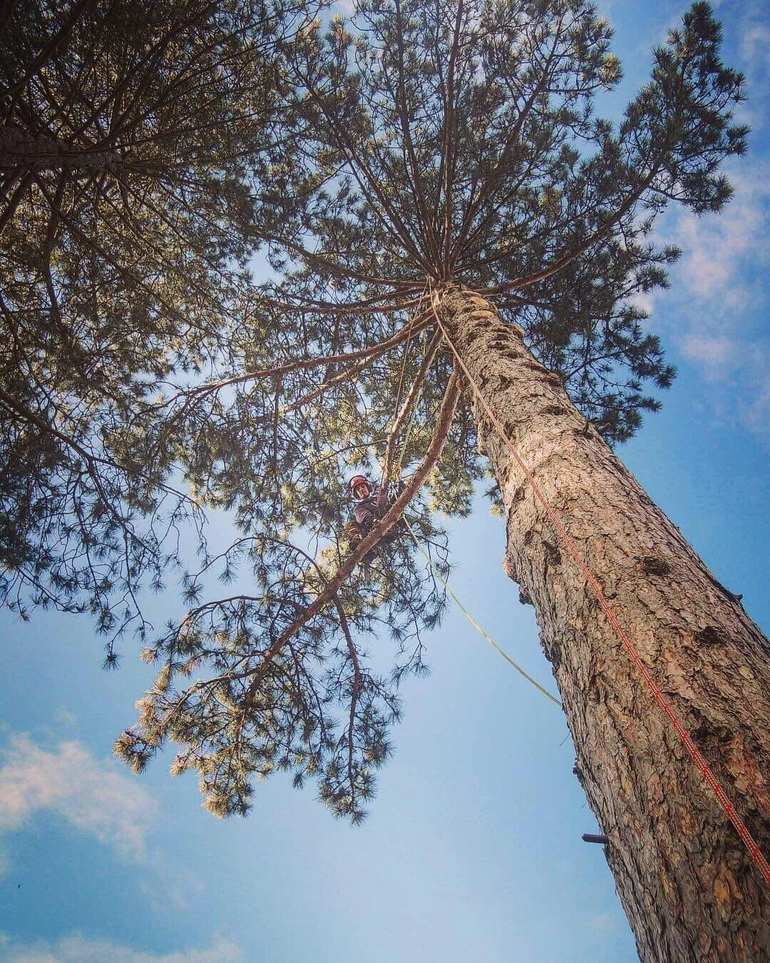 Tendring Tree Surgery