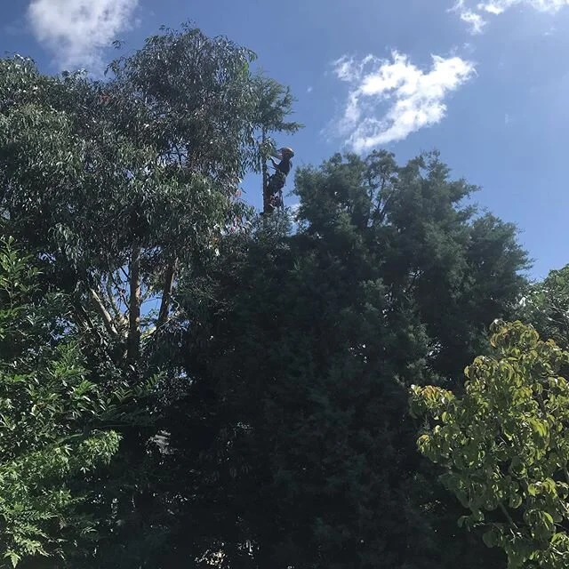 Tendring Tree Surgery