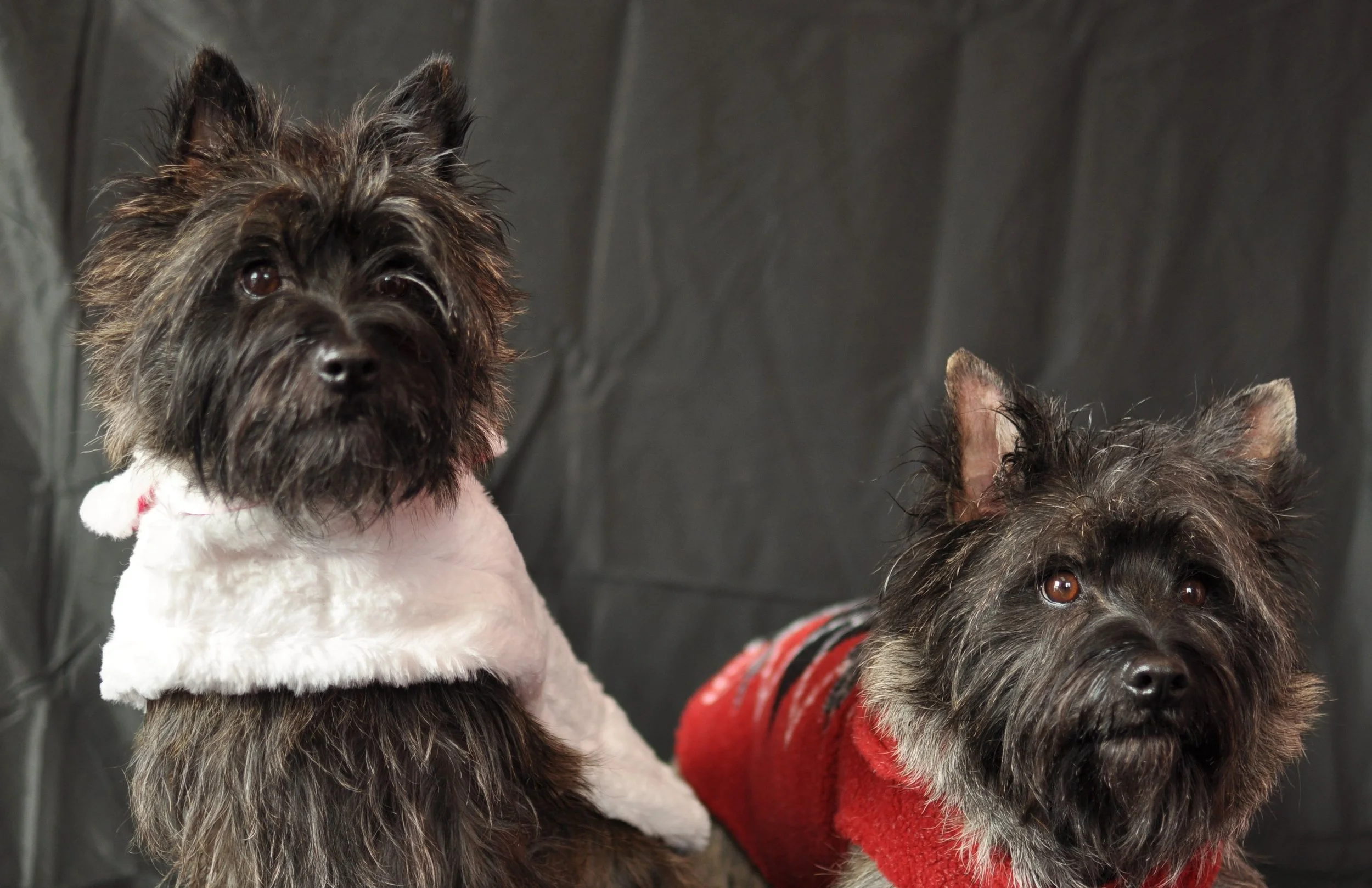 Staff — Pink Dog Parlor & Resort