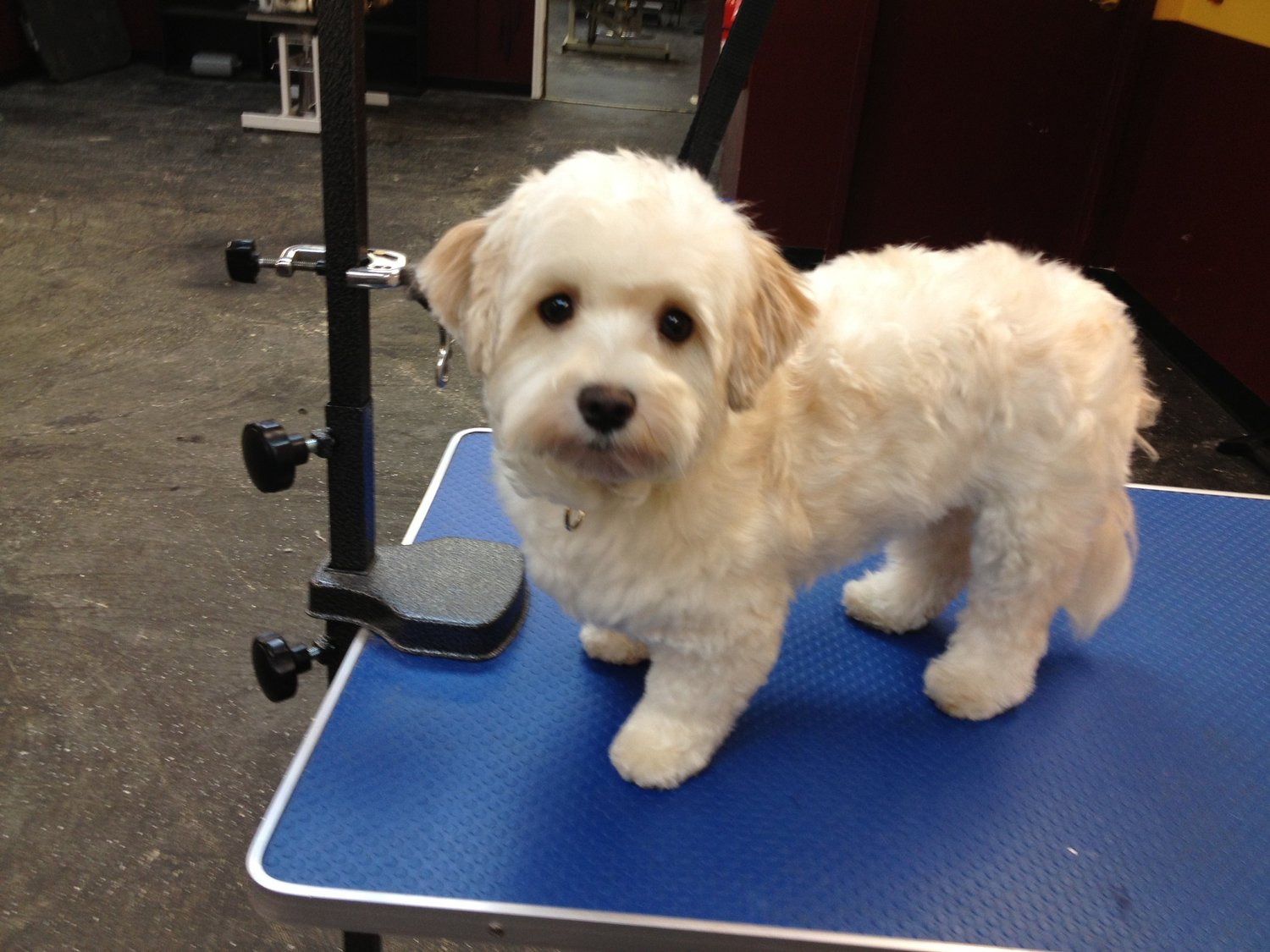 Staff — Pink Dog Parlor & Resort