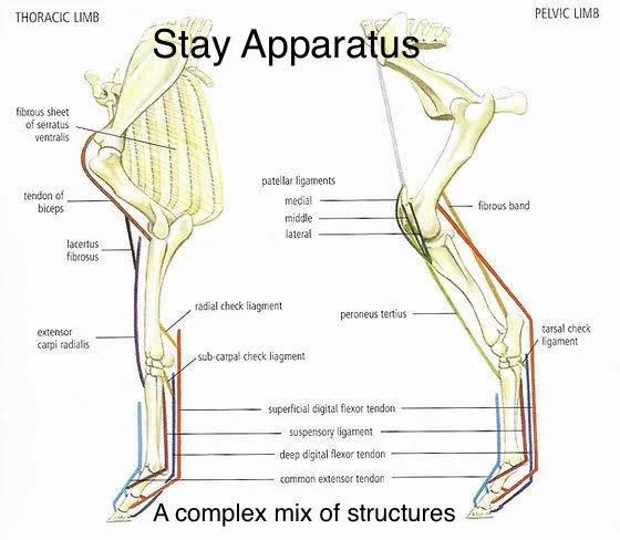 Sleeping in a Sling — Central Lakes Equine