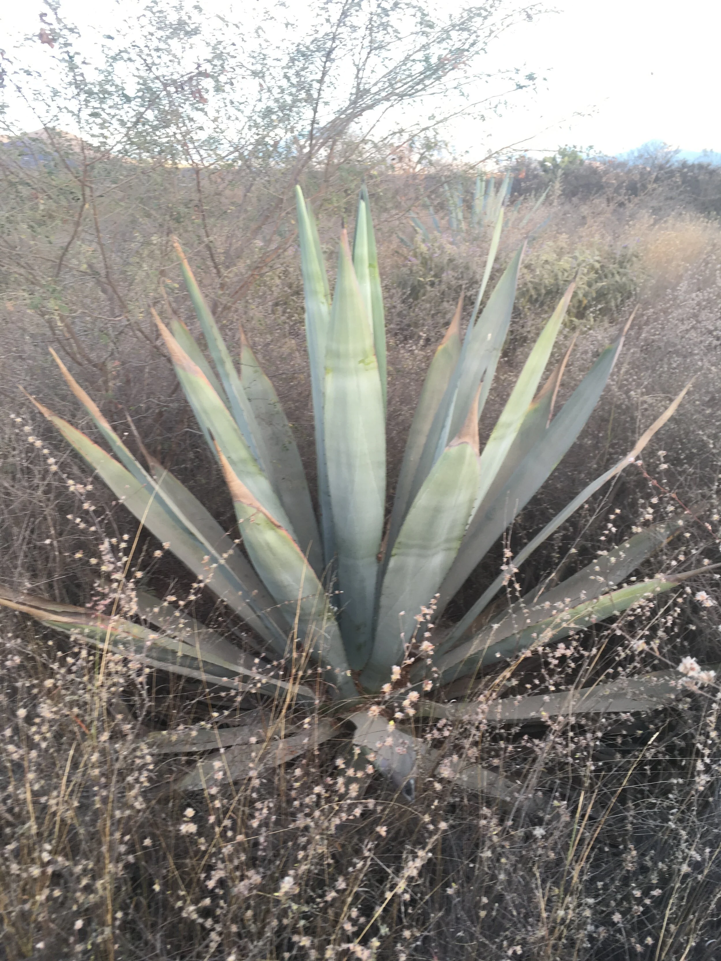 Agave Americana — Neta - Exemplary Agave Spirits