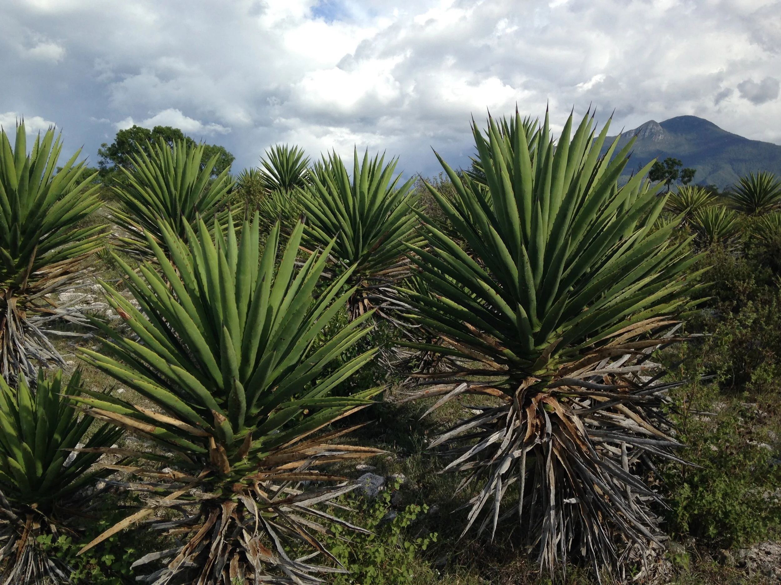 Bicuixe (Agave Karwinskii) — Neta - Exemplary Agave Spirits