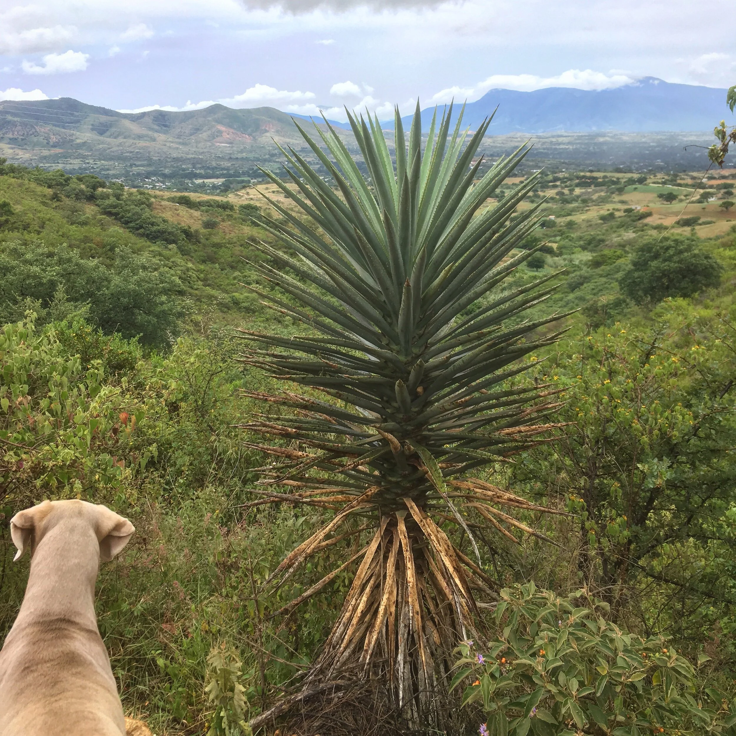Bicuixe (Agave Karwinskii) — Neta - Exemplary Agave Spirits