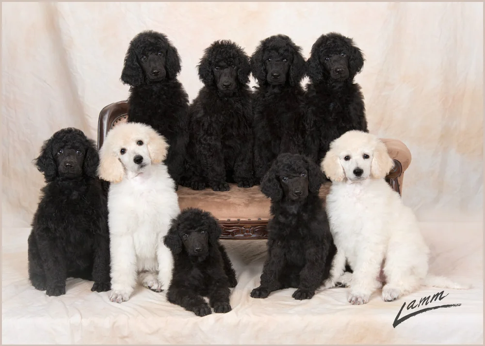 What To Expect From A Standard Poodle Puppy