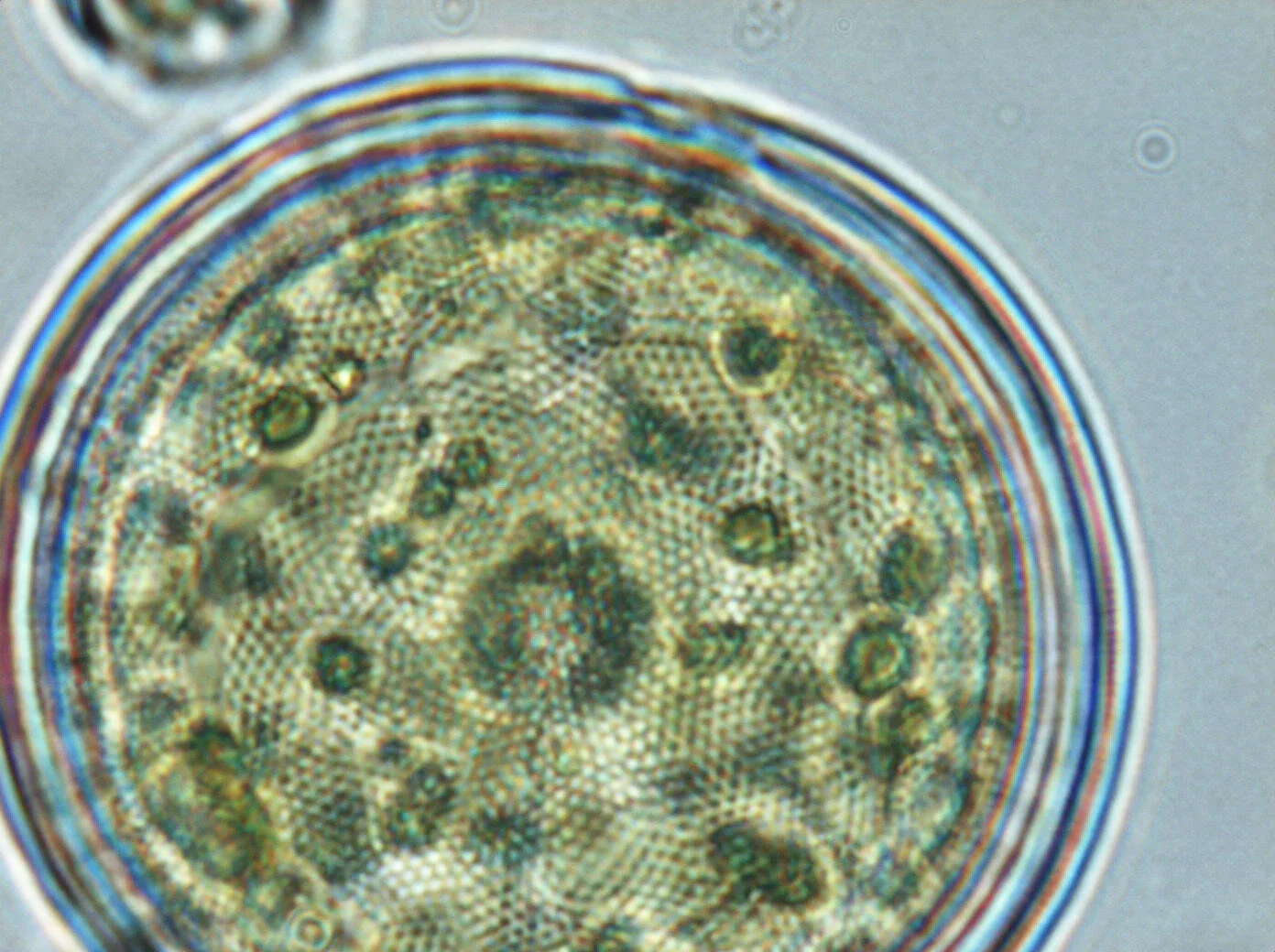 Highlighted AMRI Research — AMRI