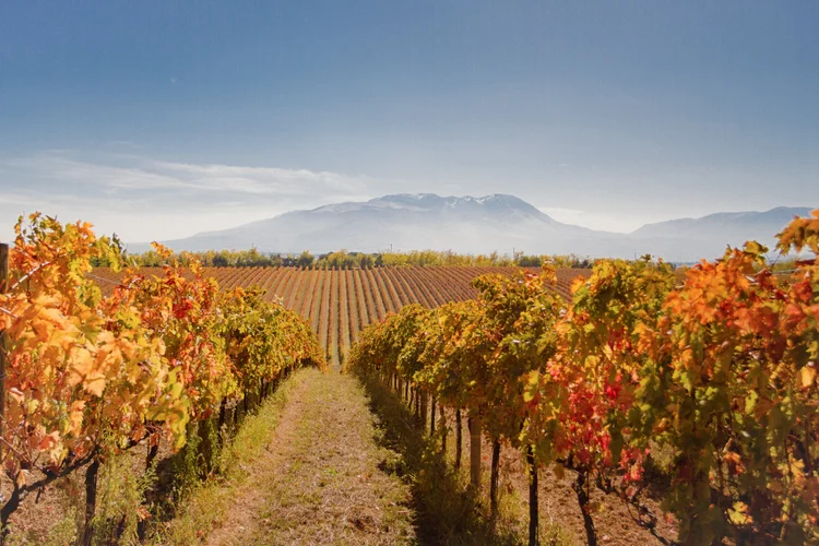 De Fermo wine makers — Allegra Pomilio