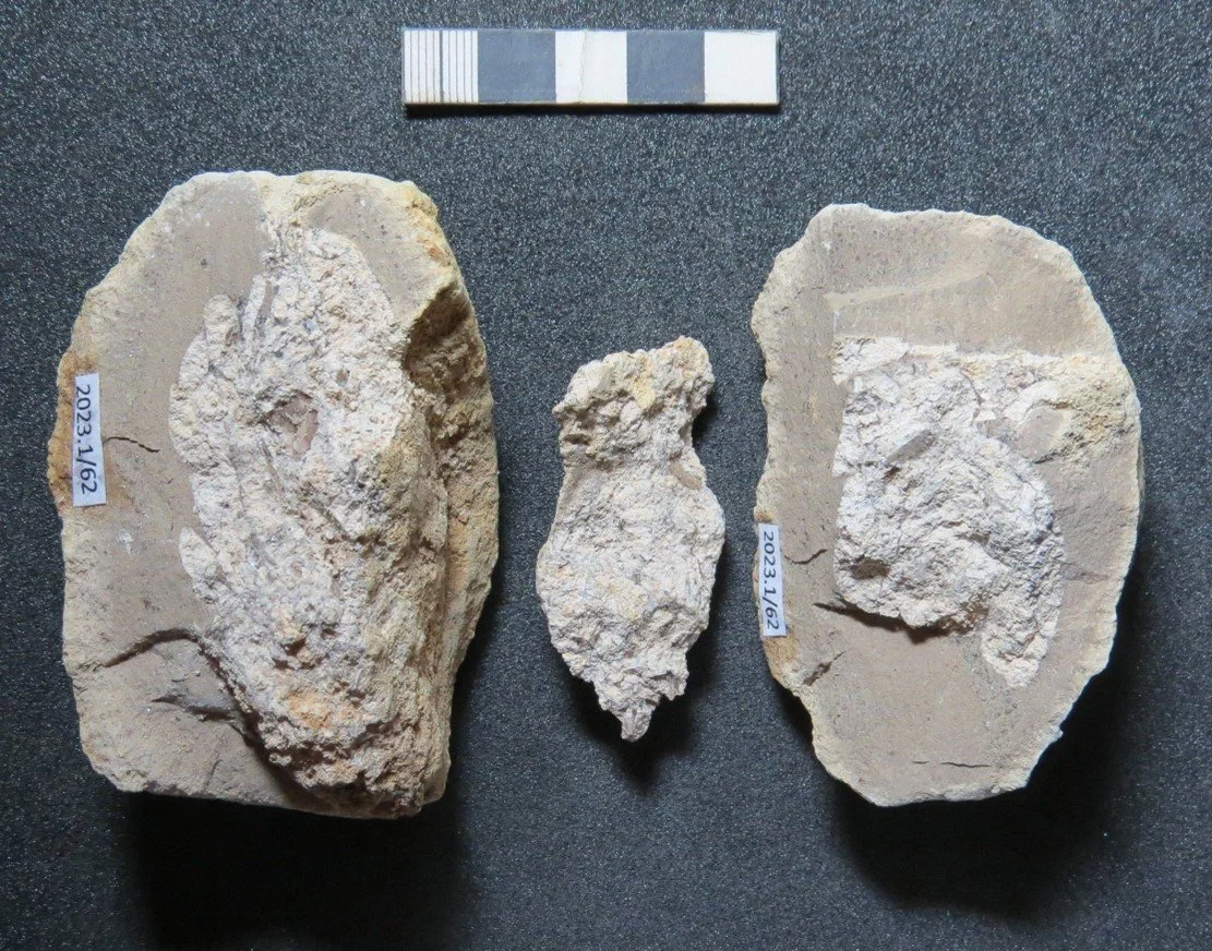 Fossil Fishing at the Farm — Museum in the Park