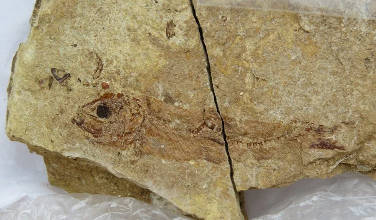 Fossil Fishing at the Farm — Museum in the Park