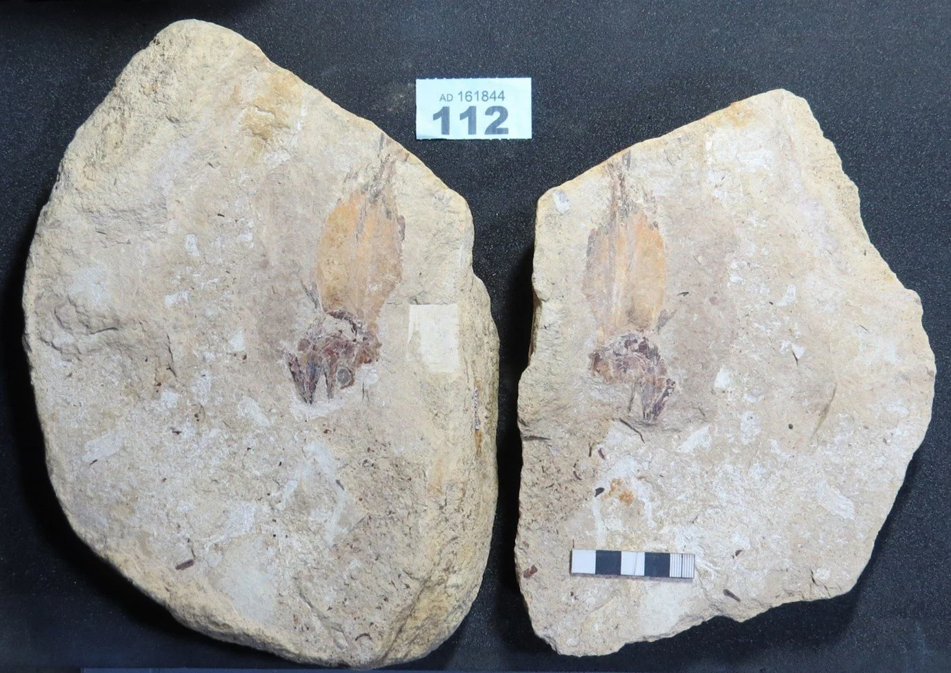 Fossil Fishing at the Farm — Museum in the Park