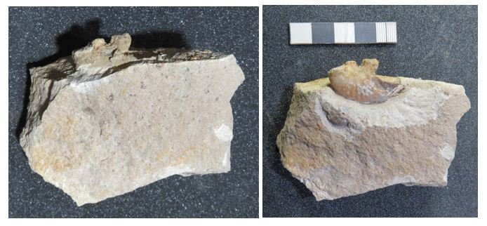 Fossil Fishing at the Farm — Museum in the Park