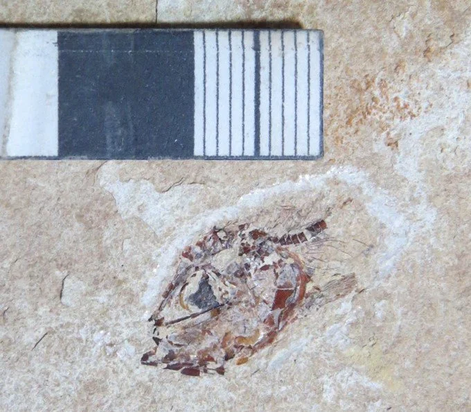 Fossil Fishing at the Farm — Museum in the Park