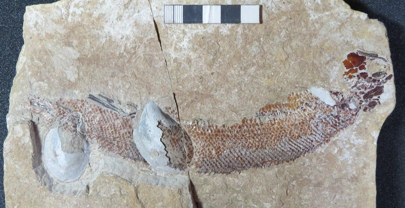 Fossil Fishing at the Farm — Museum in the Park