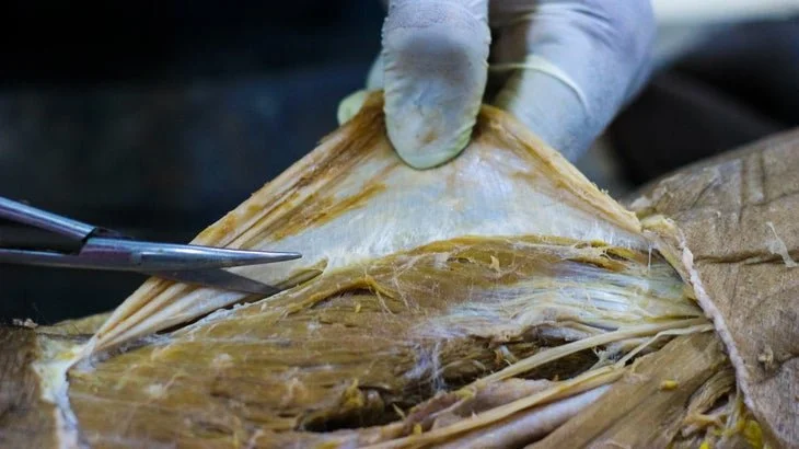 Understanding scar tissue and mobility — Gilbert & Queen Creek Physical ...