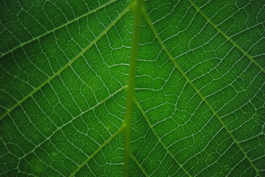 Greentech Landscape Management