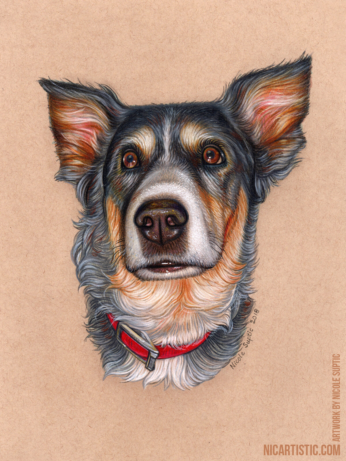 Dog Drawing Color
