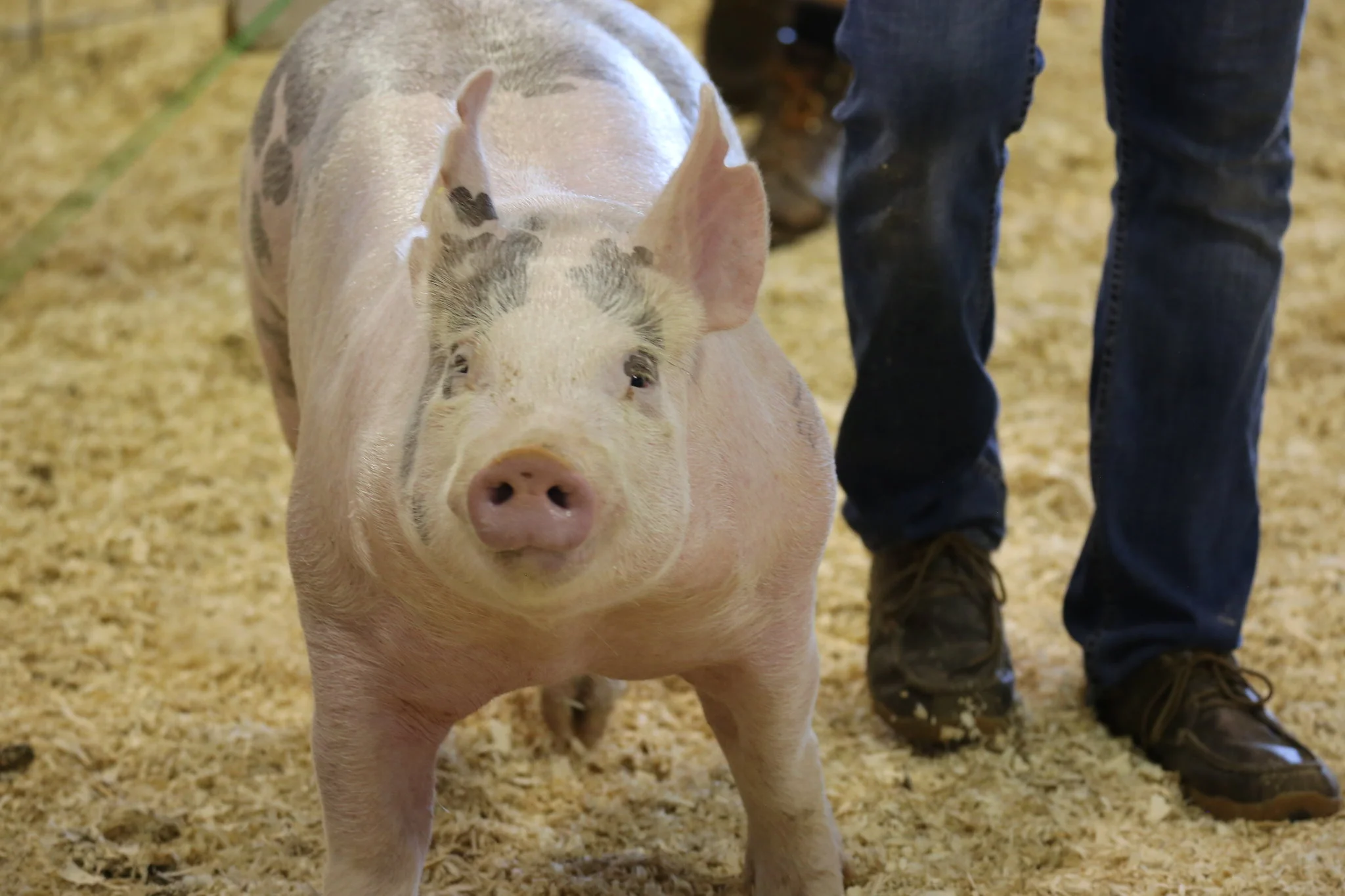 Fair Schedule Calendar | Porter County Fair — Porter County Fair