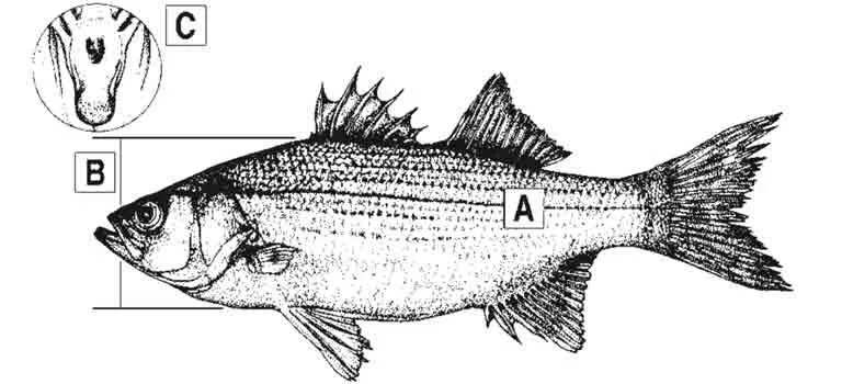Identifying Fish