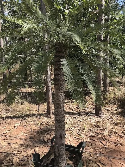Cycas armstrongii (Darwin Cycad/Fire Fern) — Territory Native Plants