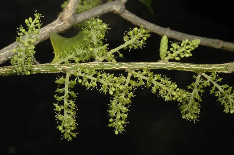 Opilia amentacea (Opilia) — Territory Native Plants