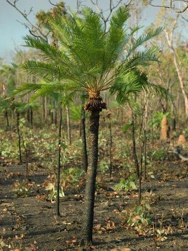 Cycas armstrongii (Darwin Cycad/Fire Fern) — Territory Native Plants