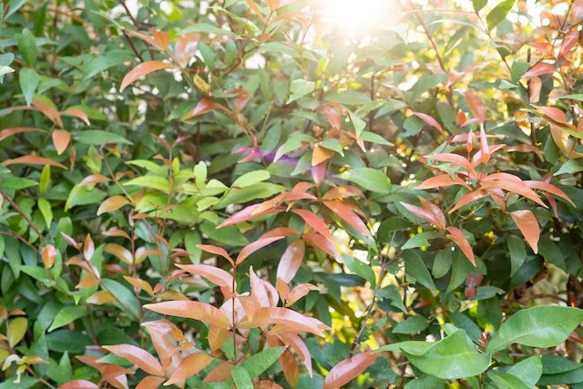Syzygium australe (Resilience) — Territory Native Plants