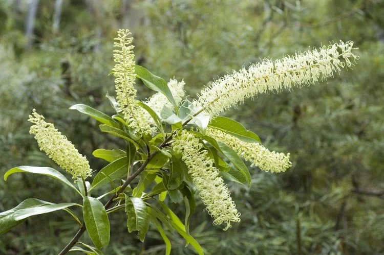 Buckinghamia celsissima (Ivory Curl Tree) — Territory Native Plants