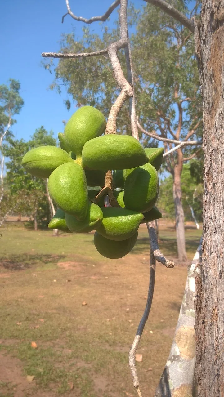 Sterculia quadrifida (Native Peanut) — Territory Native Plants