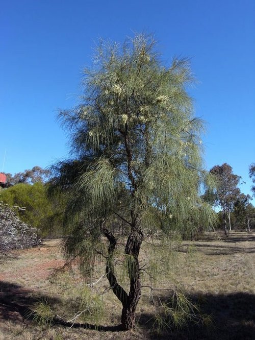 Hakea lorea (Corkwood) — Territory Native Plants