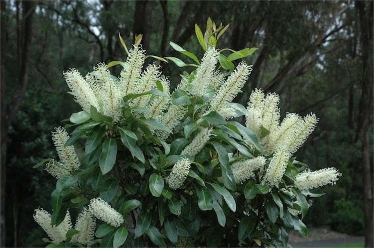 Buckinghamia celsissima (Ivory Curl Tree) — Territory Native Plants