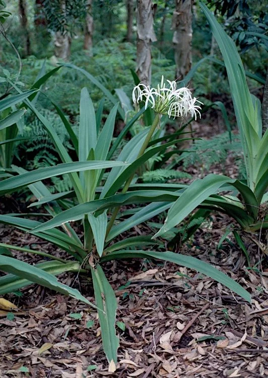 Crinum pedunculatum (River Lily) — Territory Native Plants