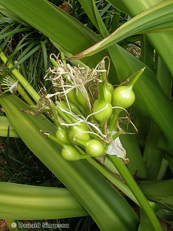 Crinum pedunculatum (River Lily) — Territory Native Plants