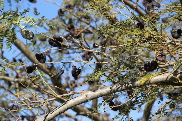 Enterolobium cyclocarpum (Monkey Ear Pod) — Territory Native Plants