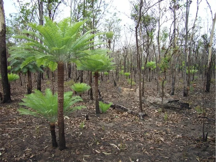 Cycas armstrongii (Darwin Cycad/Fire Fern) — Territory Native Plants
