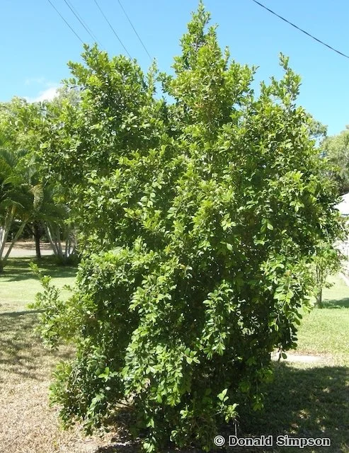 Syzygium australe (Resilience) — Territory Native Plants