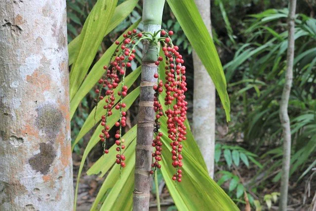 Hydriastele wendlandiana (Florence Falls Palm) — Territory Native Plants