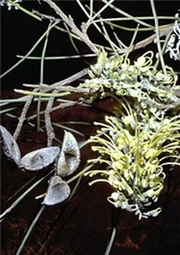 Hakea lorea (Corkwood) — Territory Native Plants