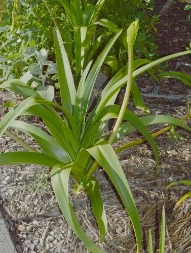 Crinum arenarium (Field Lily) — Territory Native Plants
