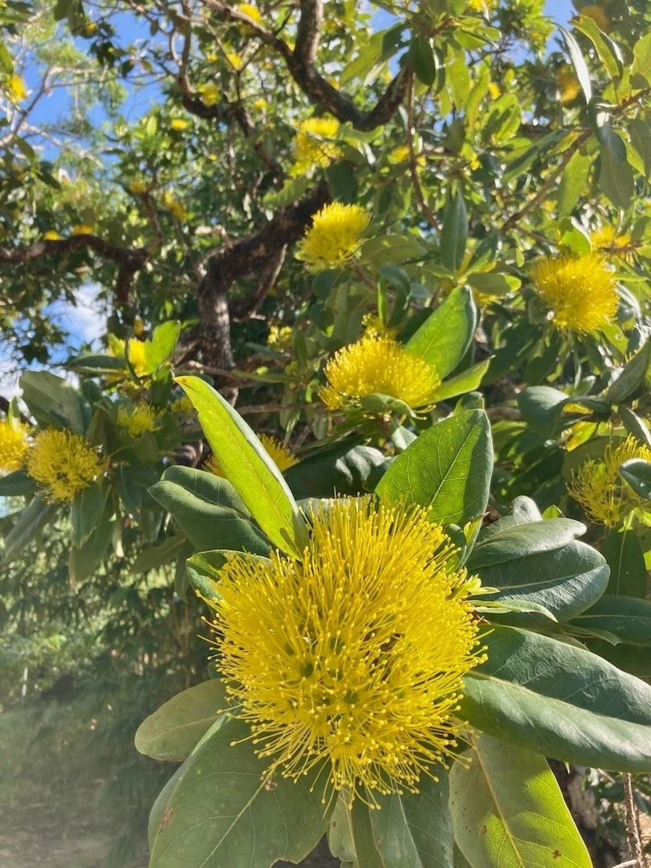 Xanthostemon chrysanthus (Golden Penda) — Territory Native Plants