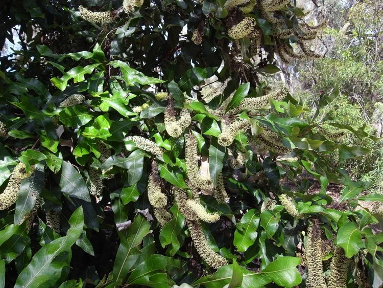 Buckinghamia celsissima (Ivory Curl Tree) — Territory Native Plants